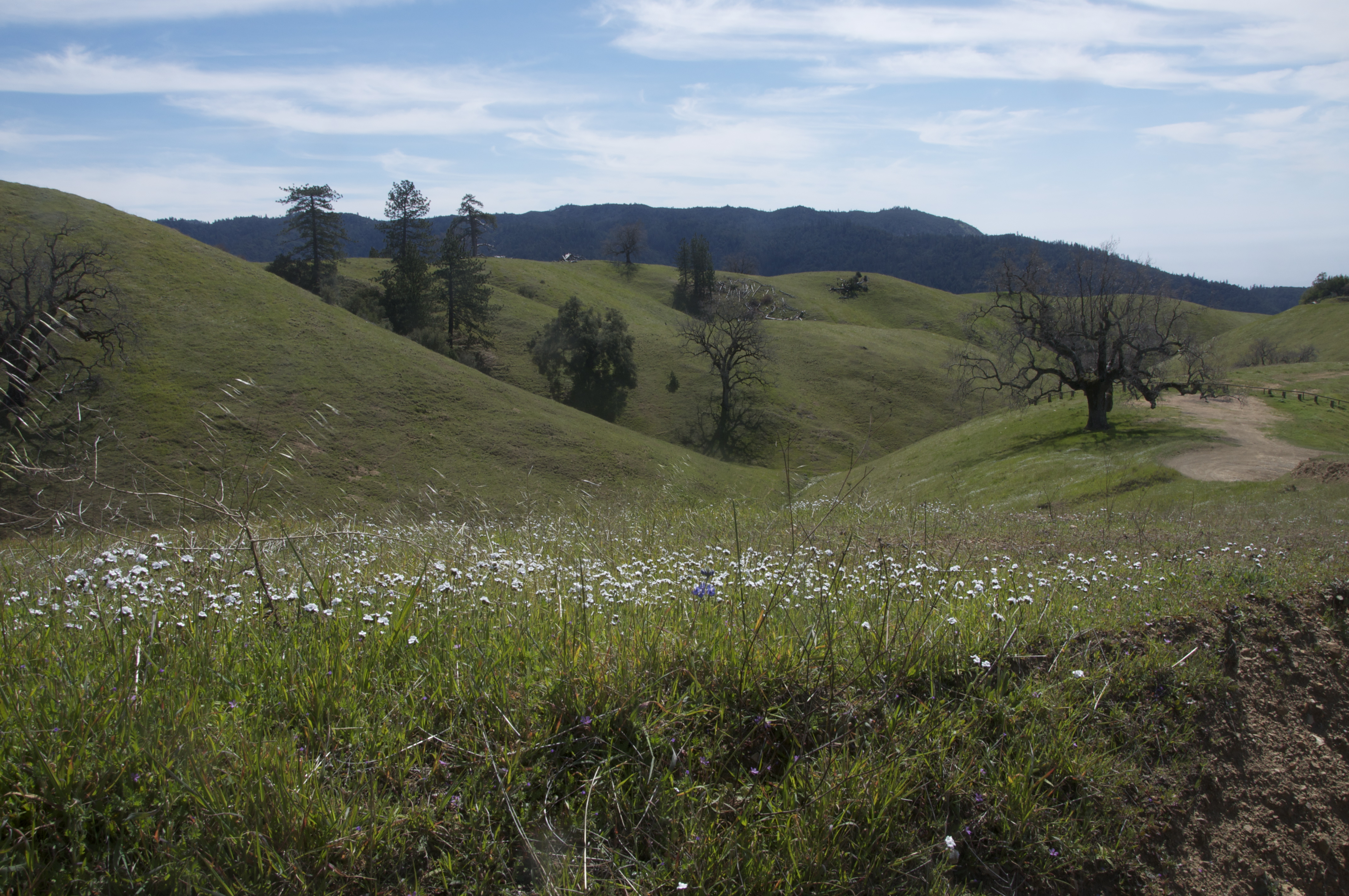 March Wildflowers – BigSurKate