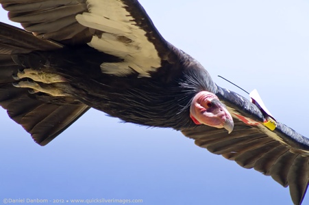 Condor Photos by Dan – BigSurKate