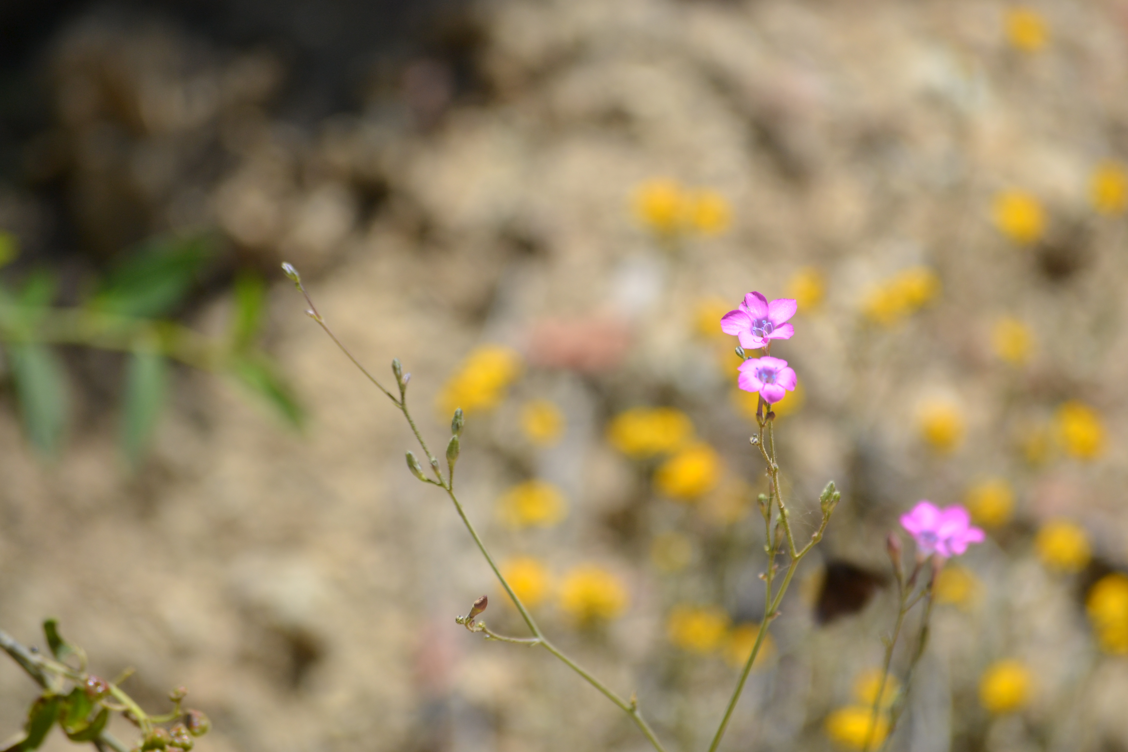 Photos - bird & flowers – BigSurKate