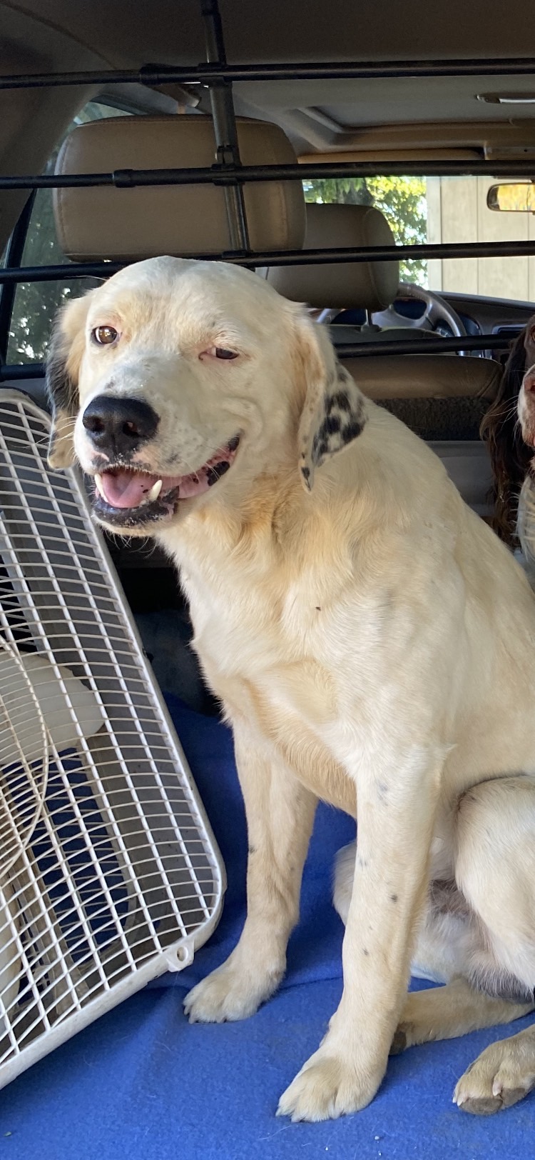 Moffat’s Lost Dog, 5/28/2023 - UPDATE, HOME! – BigSurKate