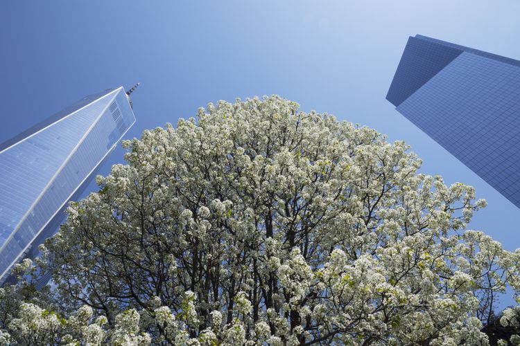 The Tree that survived 9/11 – BigSurKate